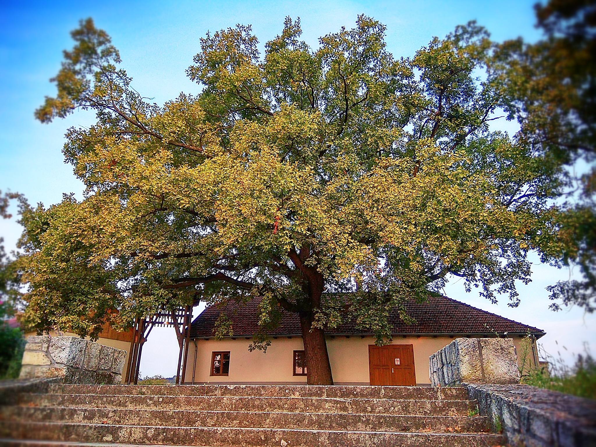 Évszázados famatuzsálemek Magyarországon | Tudás.hu