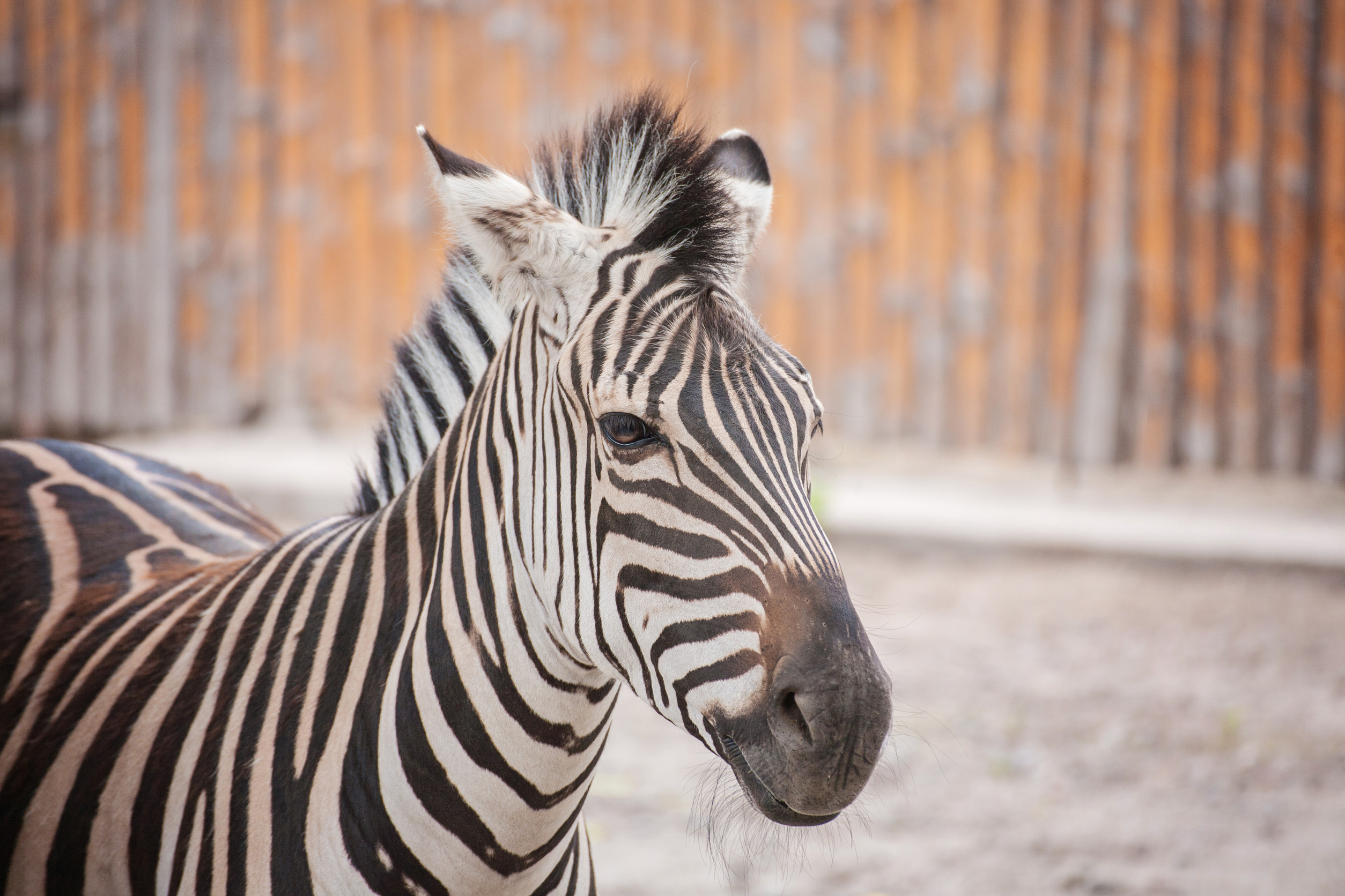 Kenguru után most zebra szabadult ki a belgrádi állatkerben | Tudás.hu